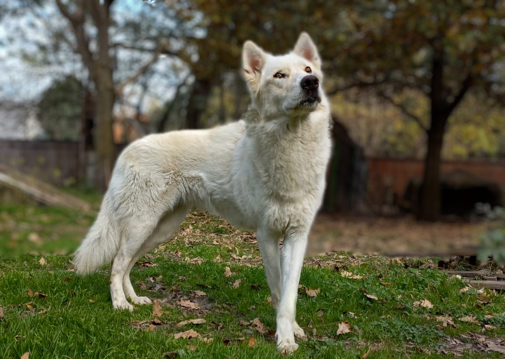 Alto Contenido Tanka x Apache – Perro Lobo Remember White – Wolfdog