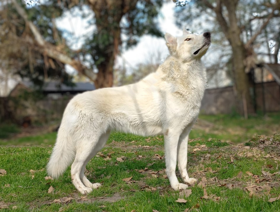 Alto Contenido Tanka x Apache – Perro Lobo Remember White – Wolfdog
